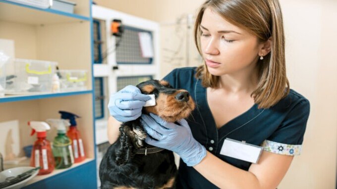 Enpav veterinari: tutto su contributi, pensione e maternità